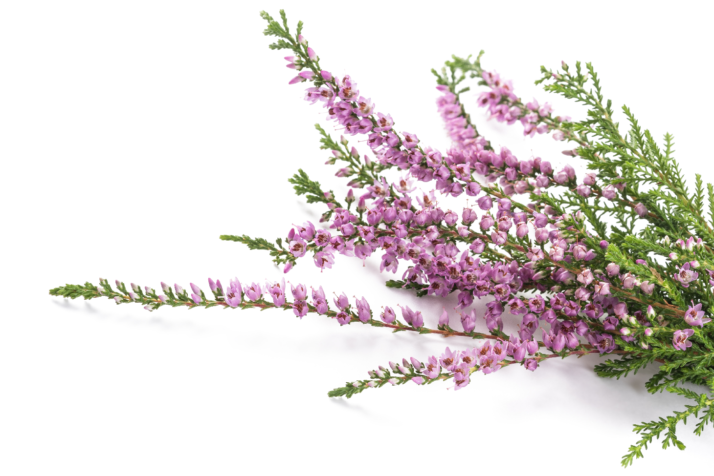 Wrzos zwyczajny – właściwości lecznicze, działanie i zastosowanie. Miód ...