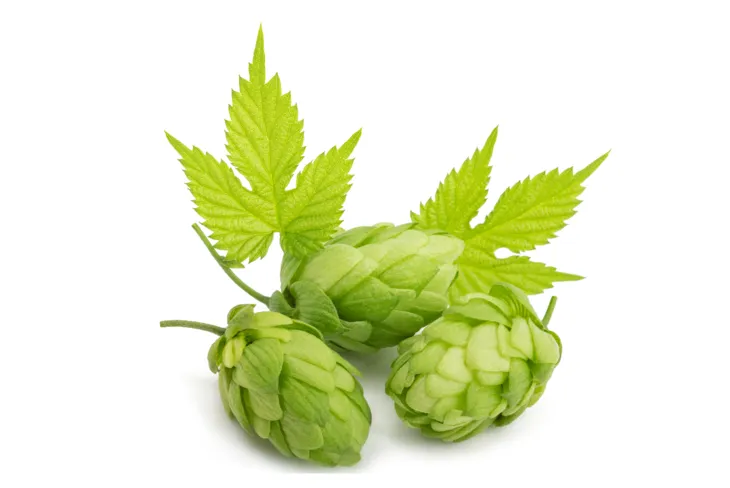 Chmiel zwyczajny – właściwości lecznicze, działanie, zastosowanie